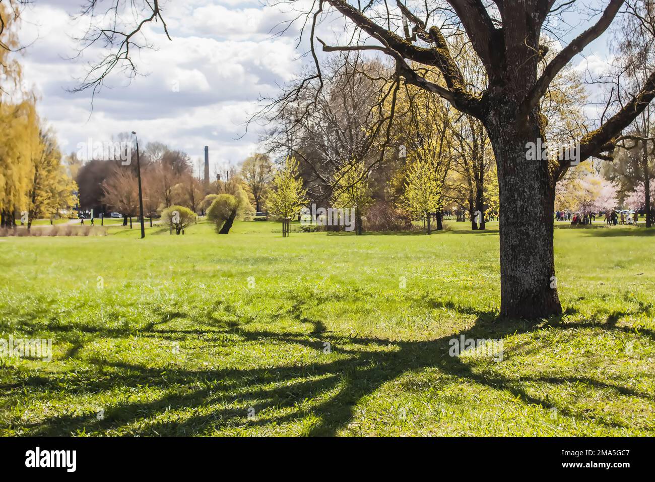 Spring landscape. Green trees in a park Stock Photo - Alamy
