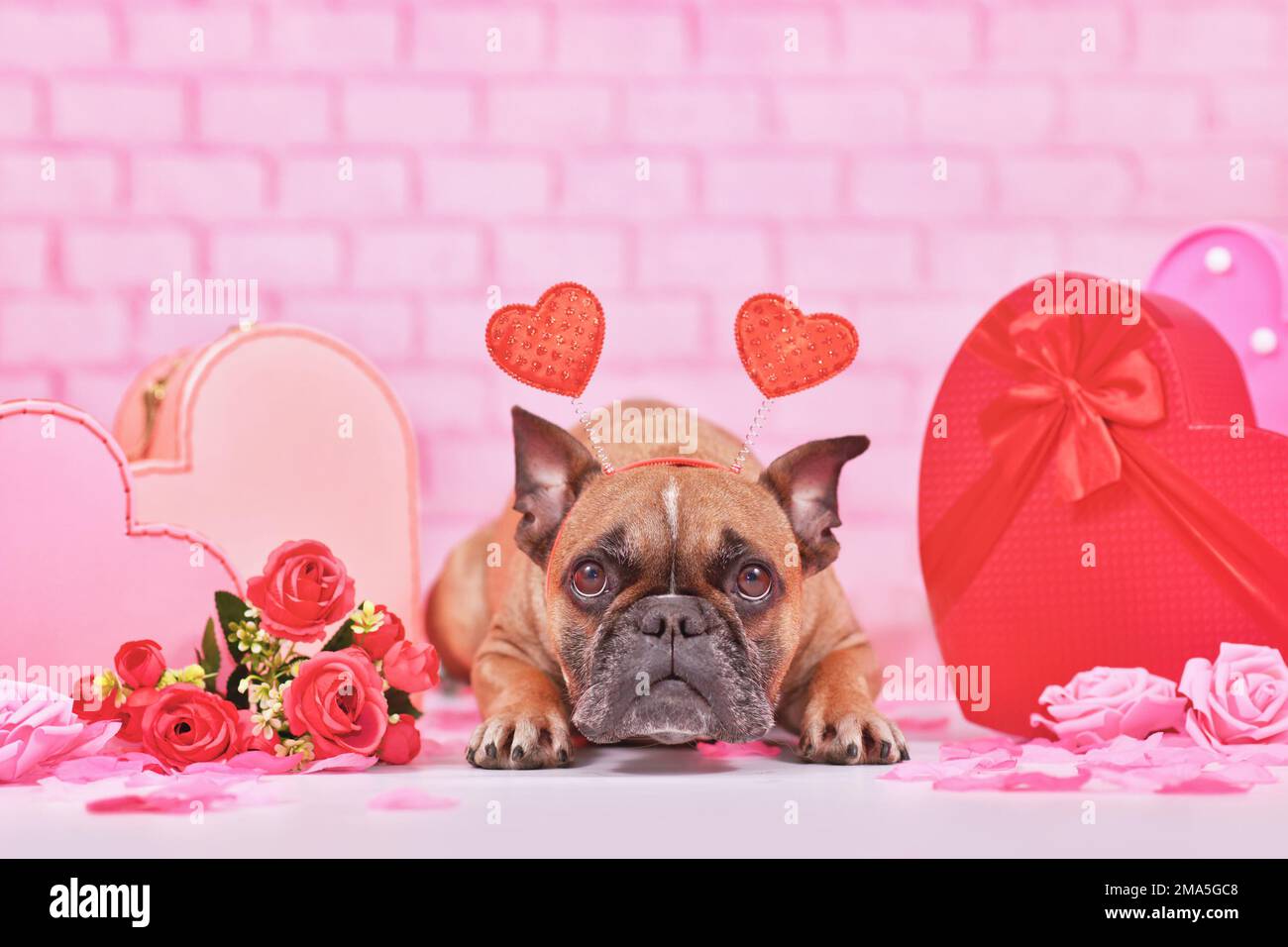 Cute Valentine's day dog. French Bulldog with heart headbands ...