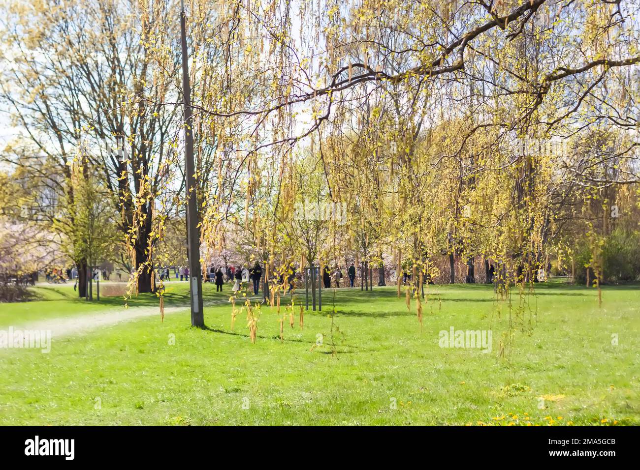 Spring landscape. Green trees in a park Stock Photo - Alamy