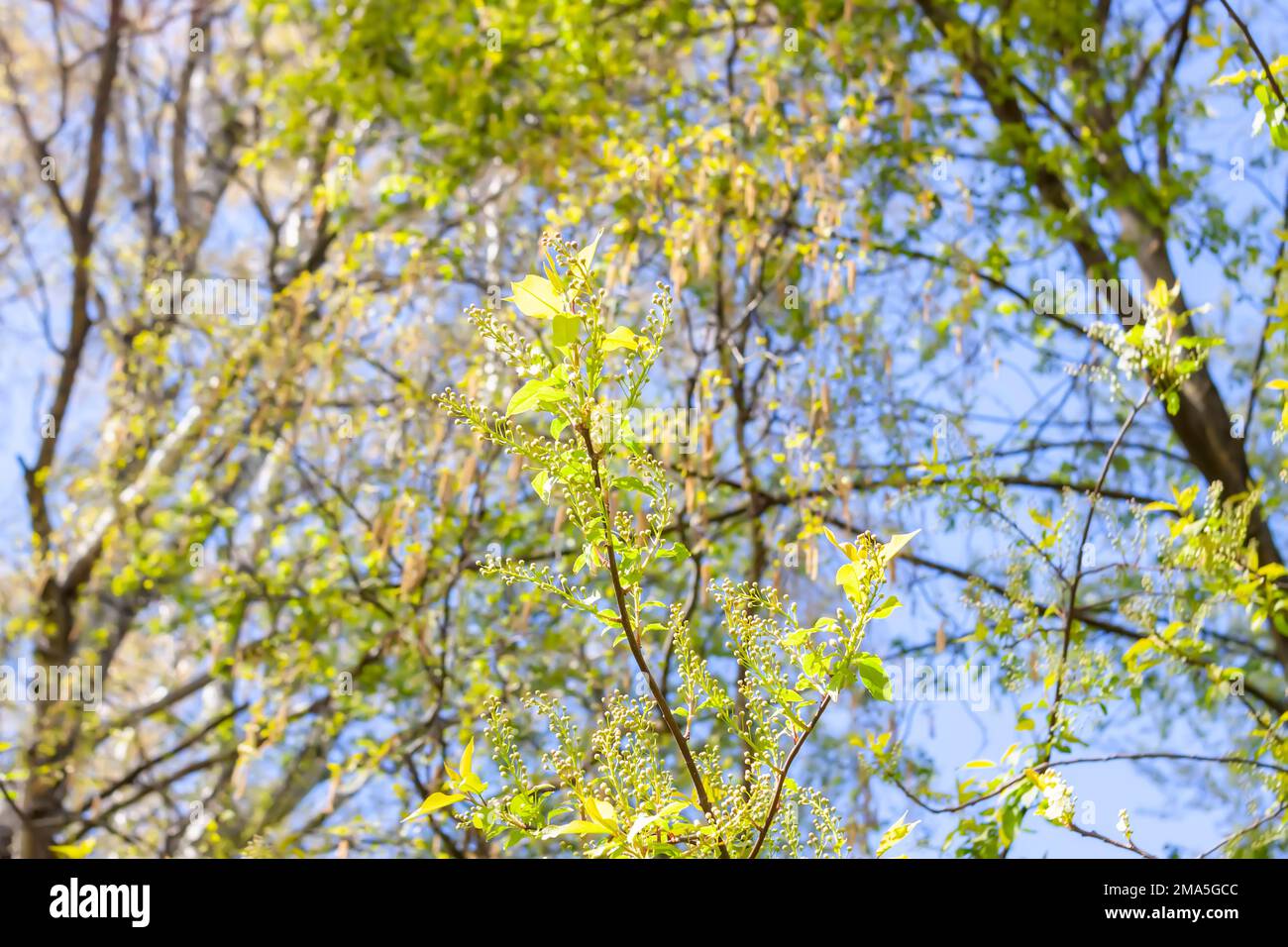 Spring landscape. Green trees in a park Stock Photo - Alamy