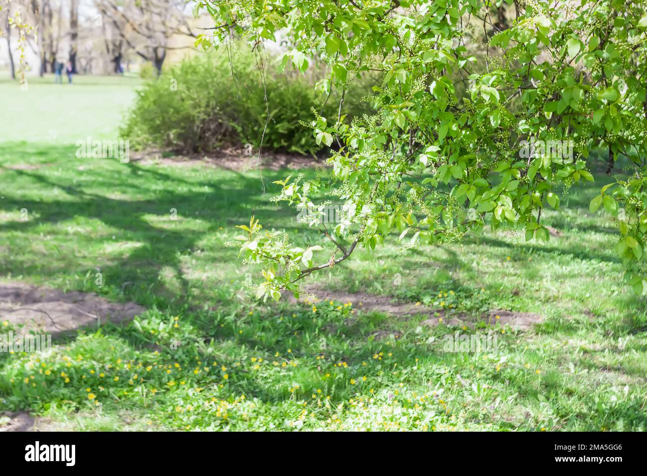 Spring landscape. Green trees in a park Stock Photo - Alamy