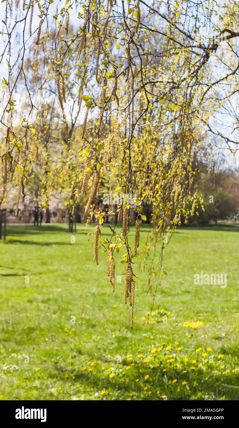 Spring landscape. Green trees in a park Stock Photo - Alamy