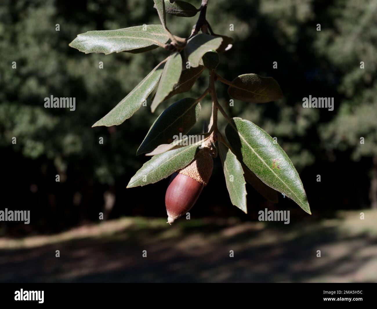 leaves and acorn of holm oak tree in Sicily, Etna National Park, Italy ...