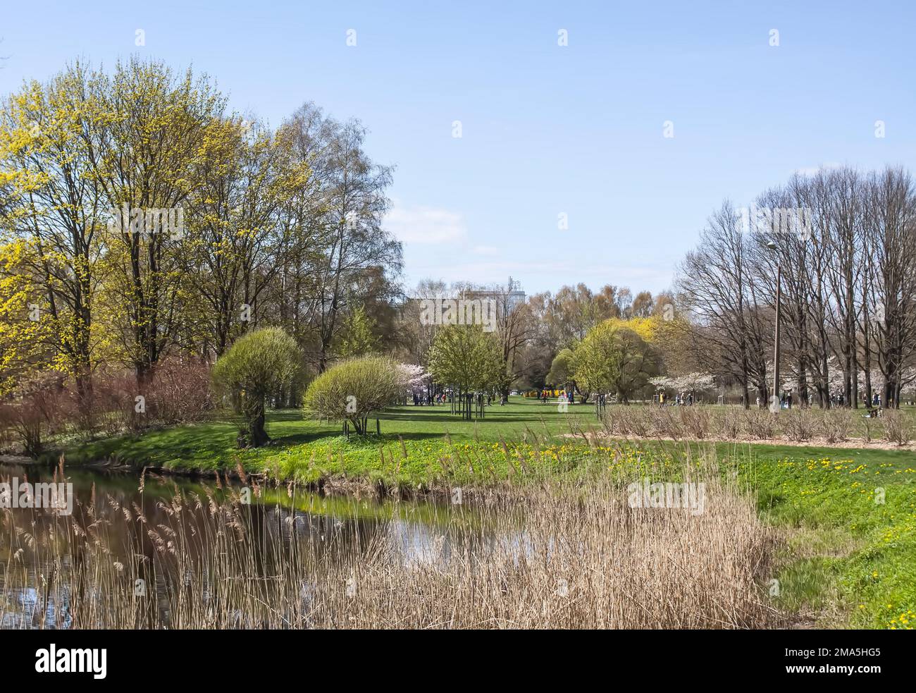 Spring landscape. Green trees in a park Stock Photo - Alamy