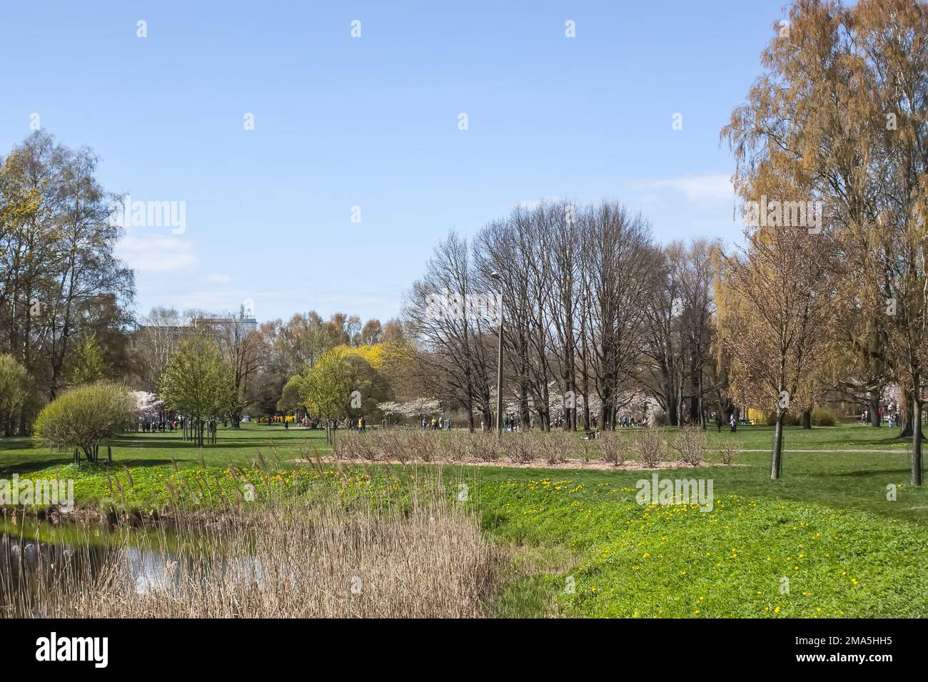 Spring landscape. Green trees in a park Stock Photo - Alamy