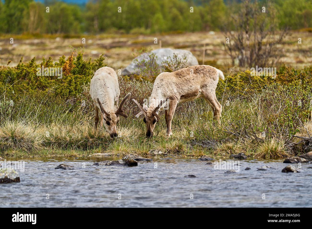 European Reindeer, Rangifer tarandus, also Caribou, standing in the ...