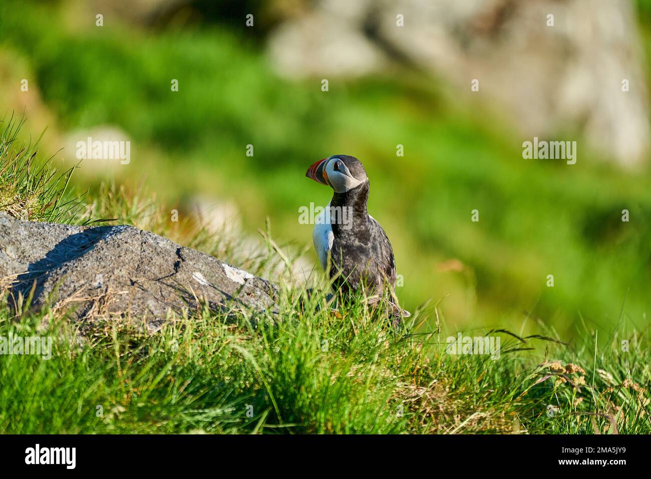 Cute and adorable Puffin seabird, fratercula, sitting in a breeding ...