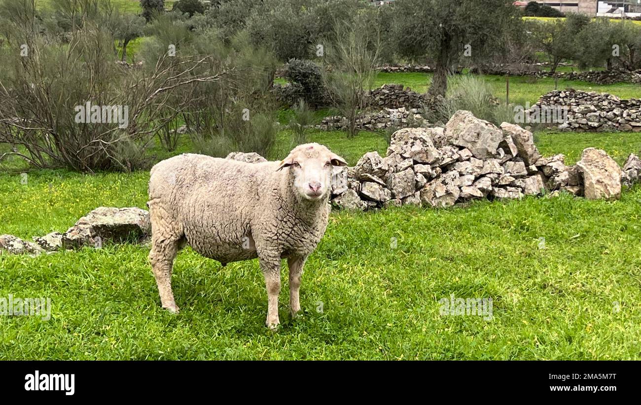 Sheep stables hi-res stock photography and images - Alamy