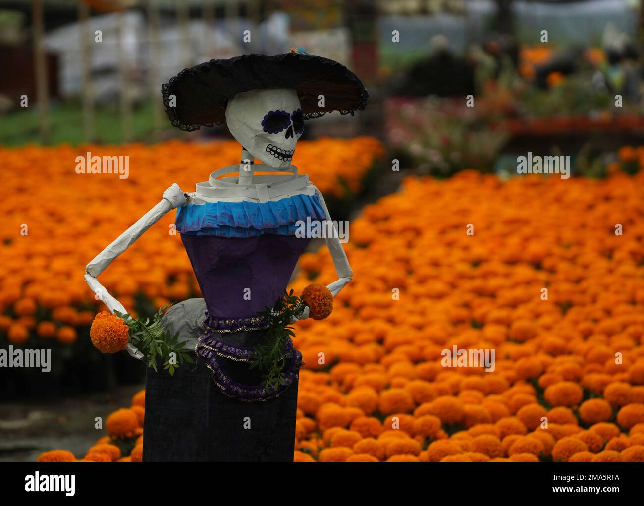 A Catrina, a folk skeleton doll, stands over a field of cempasuchil ...