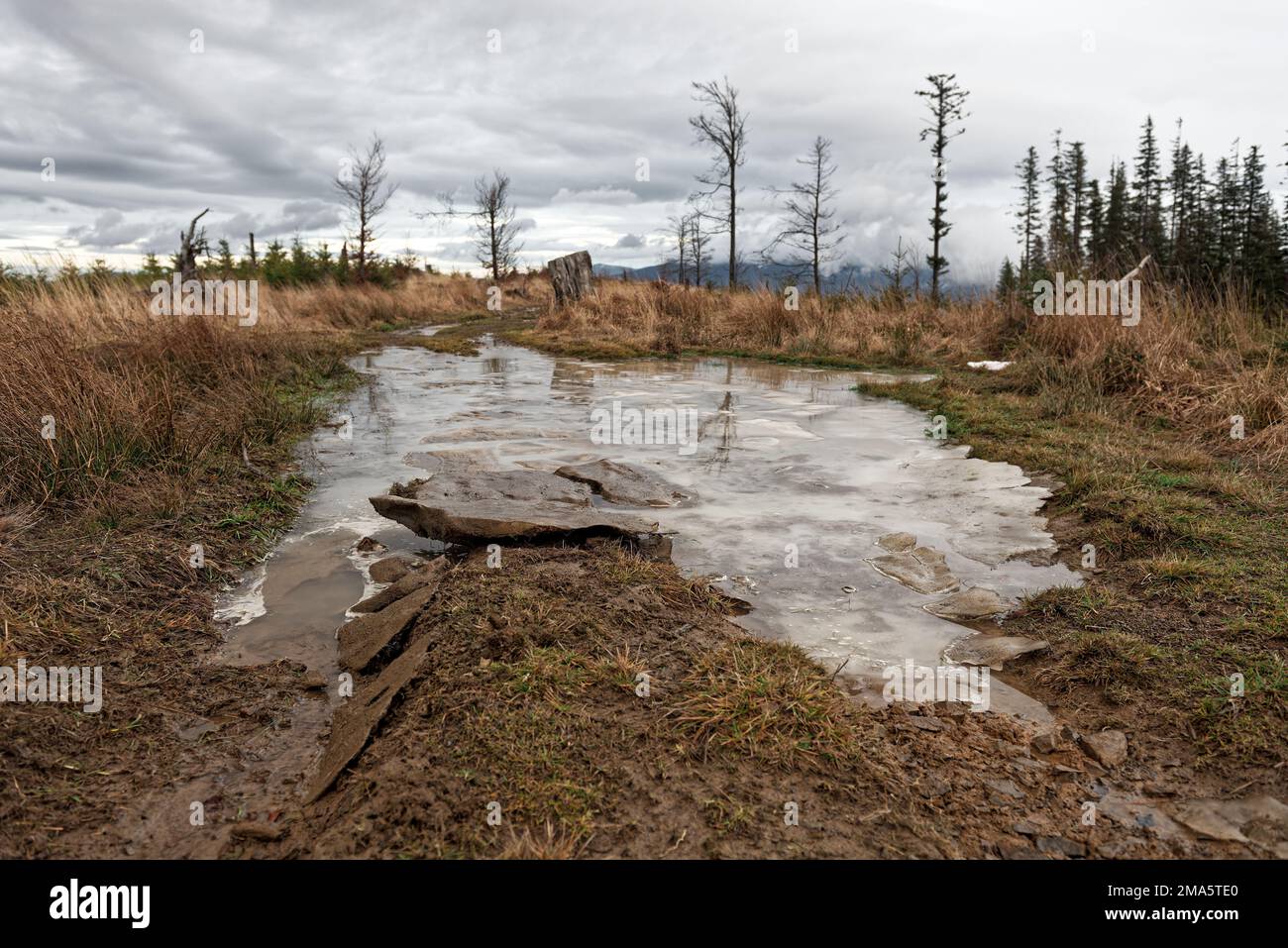 A frozen swamp under a cloudy sky Stock Photo - Alamy