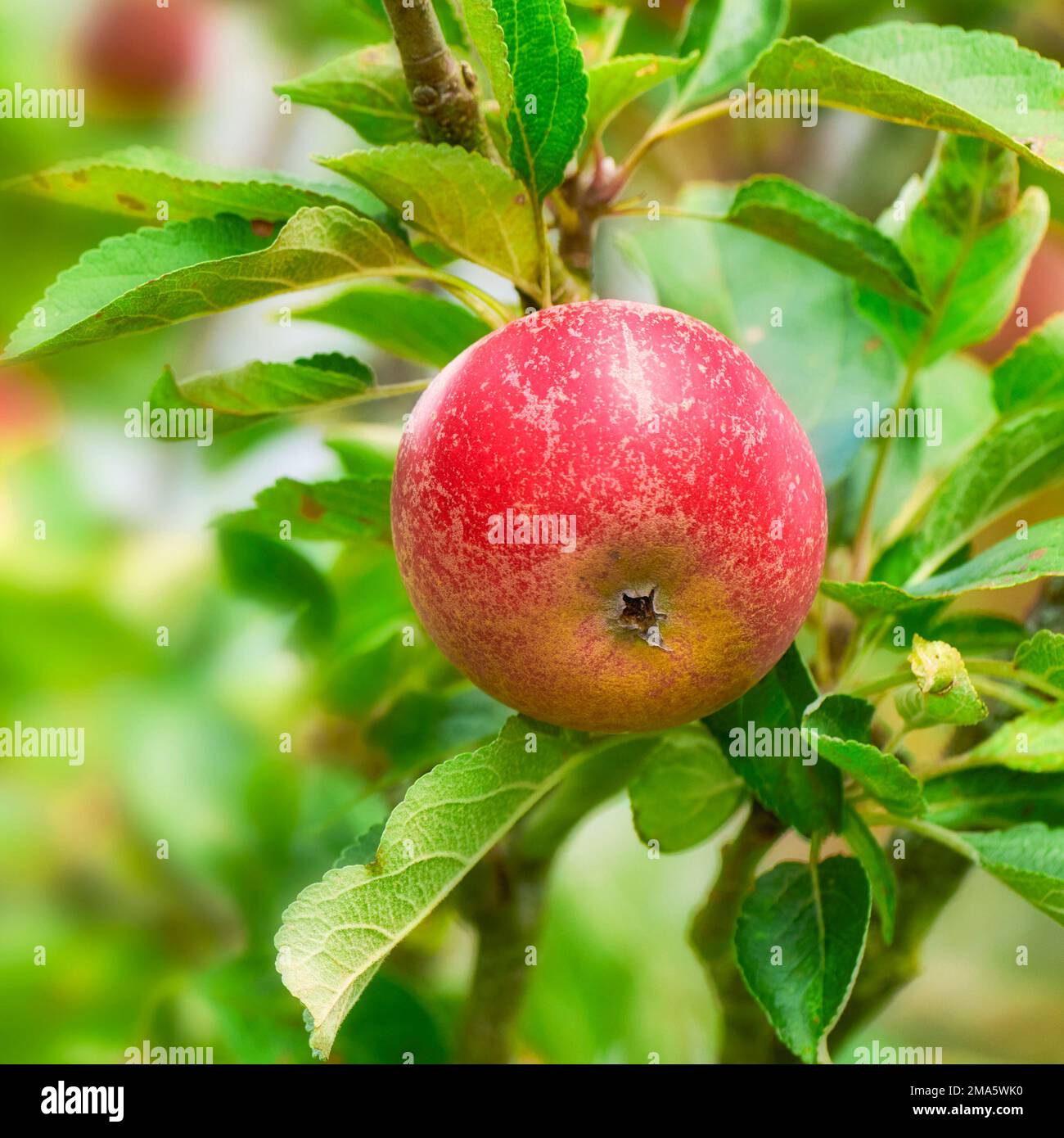 Apples in outdoor setting. A photo of taste and beautiful apples Stock ...