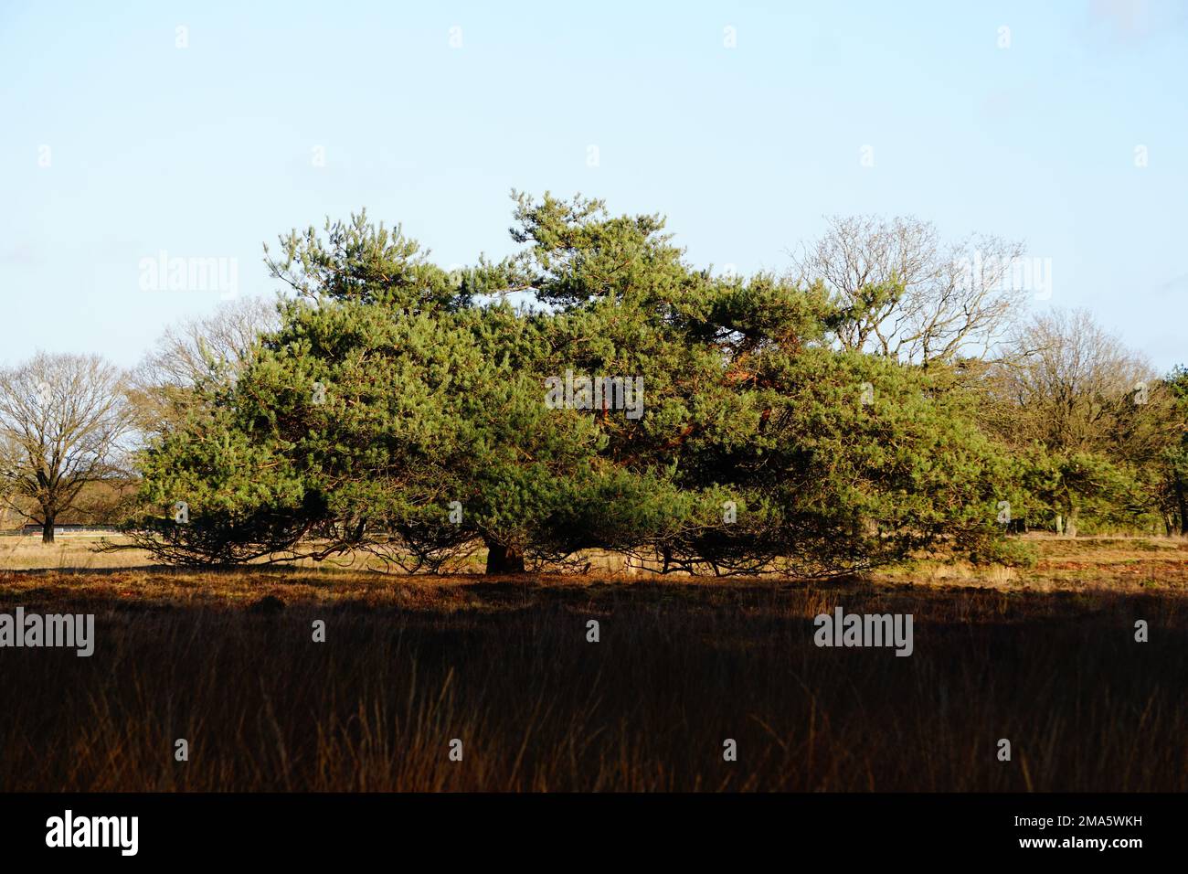 The Bermuda juniper (Juniperus bermudiana) trees in a meadow on a sunny ...