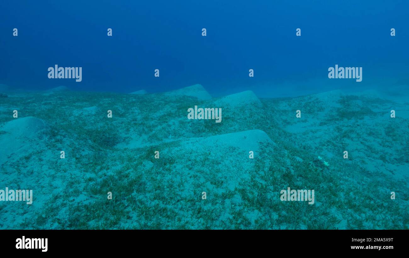 Sangy seabed covered with green seagrass. Underwater landscape with ...