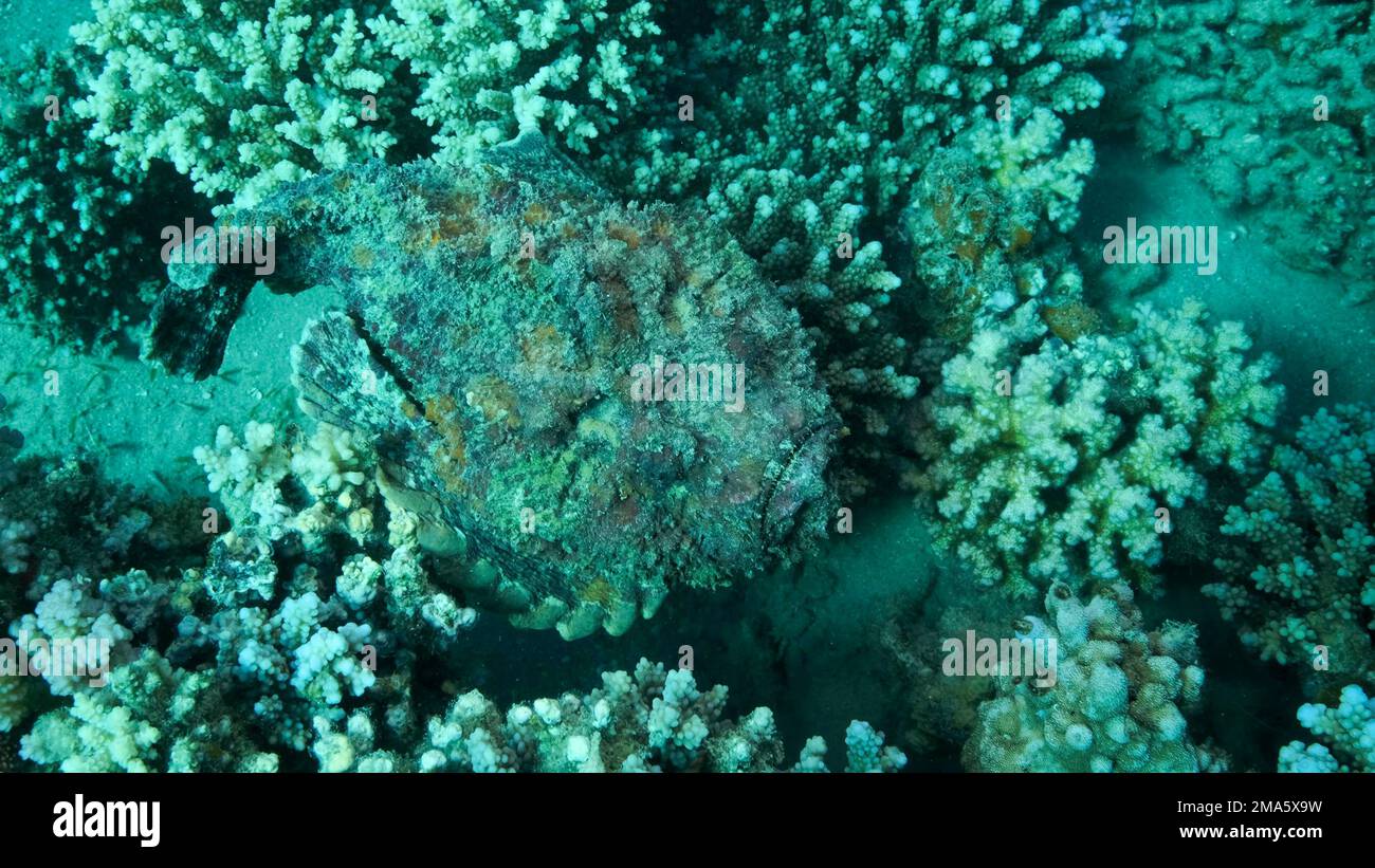 Close-up of the Stonefish on coral reef. Reef Stonefish (Synanceia ...
