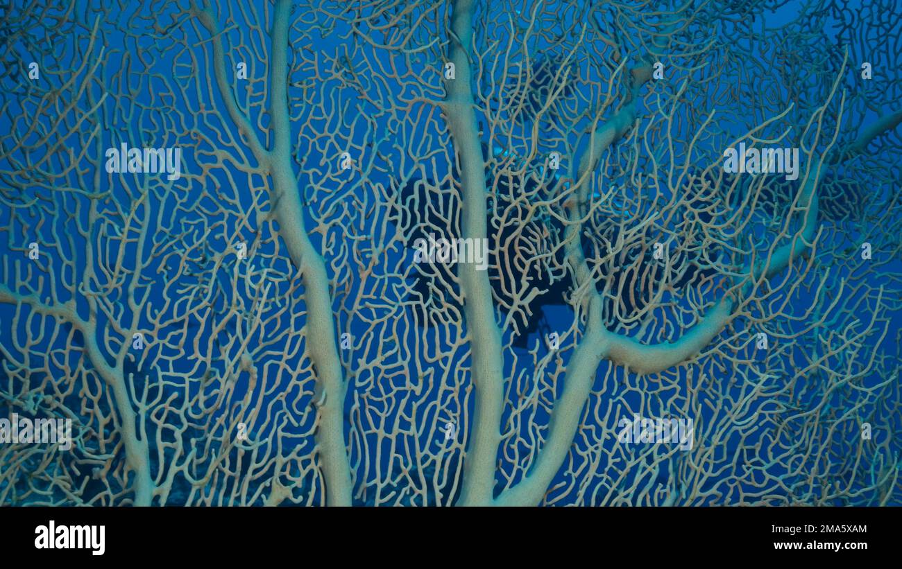 The scuba diver swims behind the soft coral (Subergorgia mollis ...