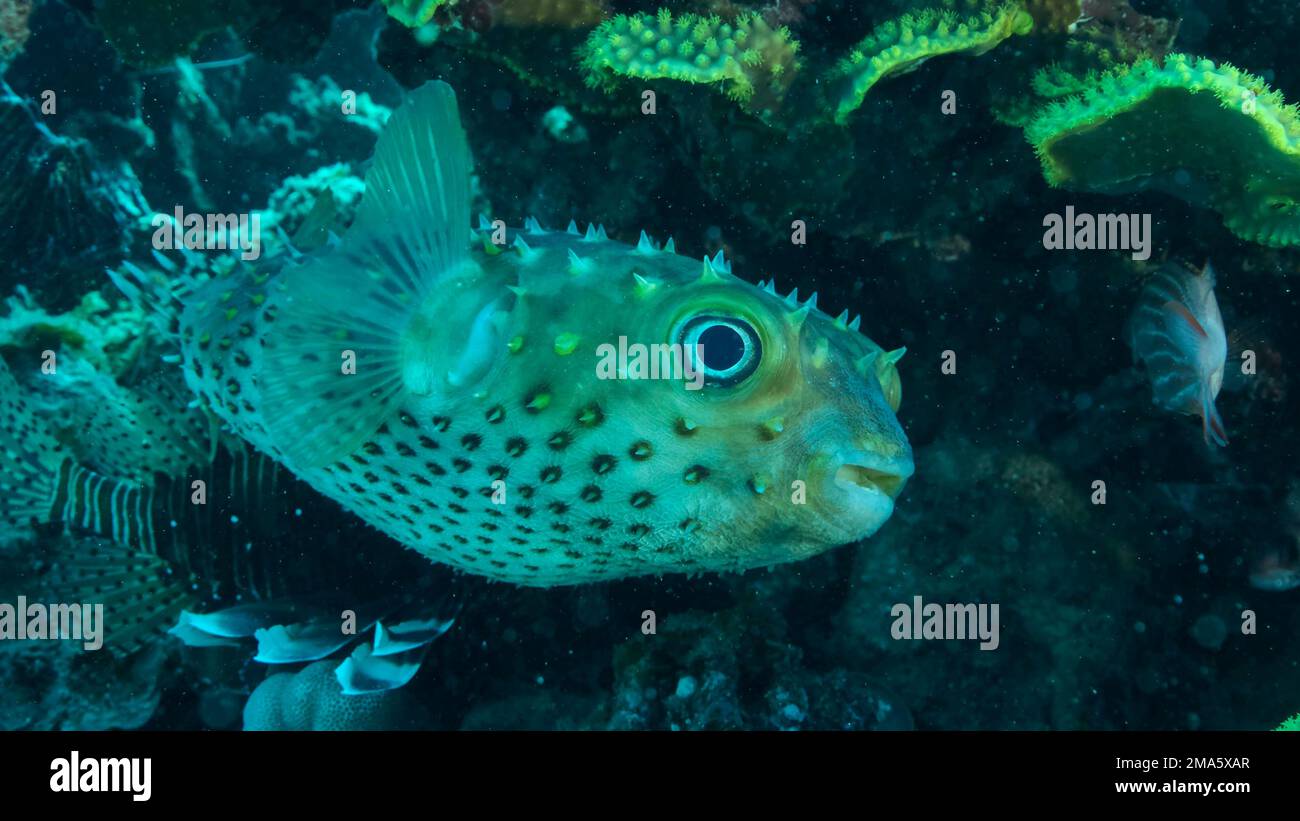 Porcupinefish is hiding under under Lettuce coral. Ajargo, Giant ...