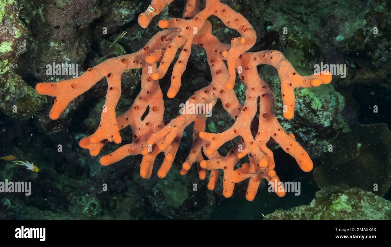 Finger-sponge in the cave. Red toxic finger-sponge (Negombata magnifica ...