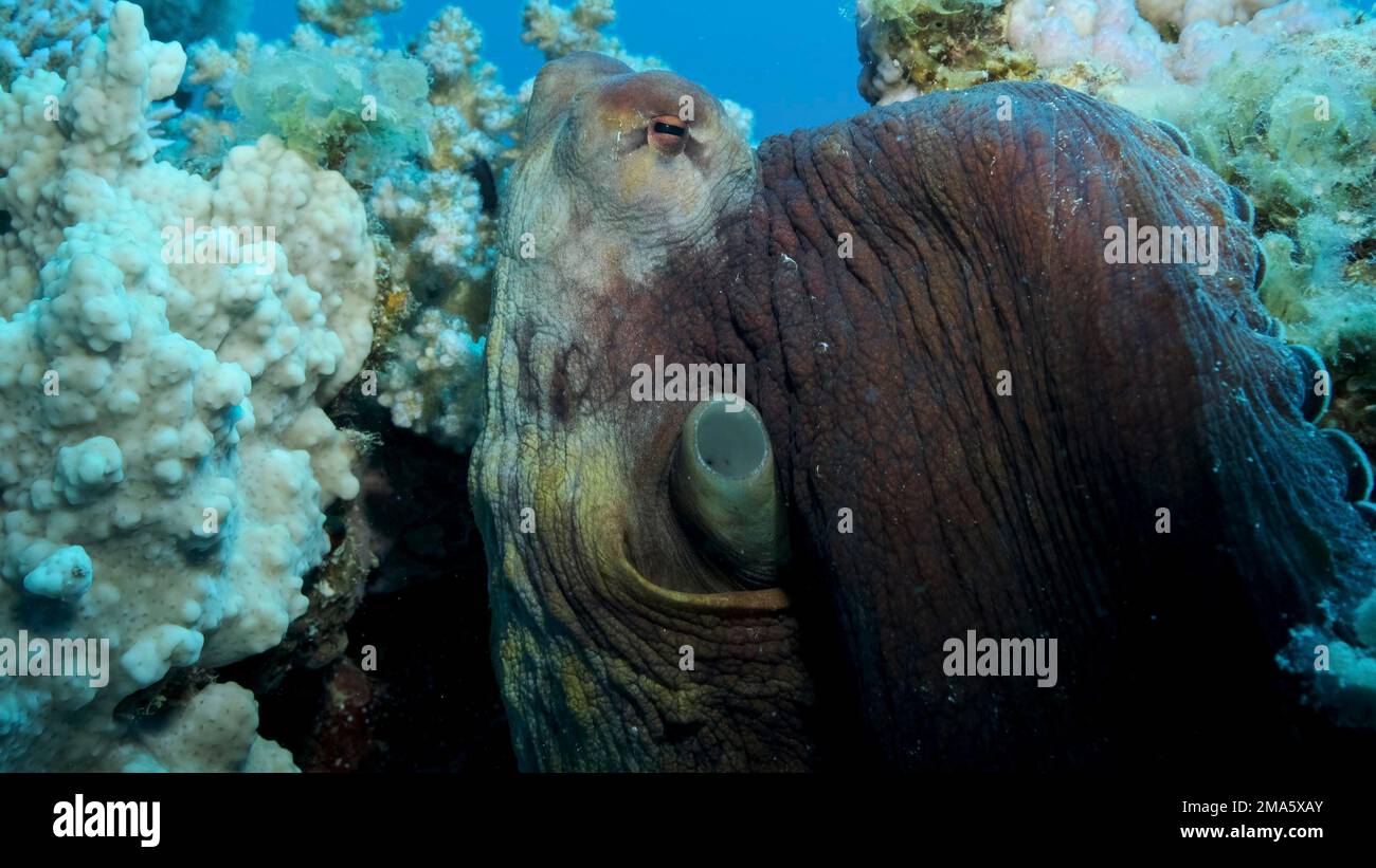 Portrait of big red Octopus (Octopus cyanea) sits on the coral reef ...