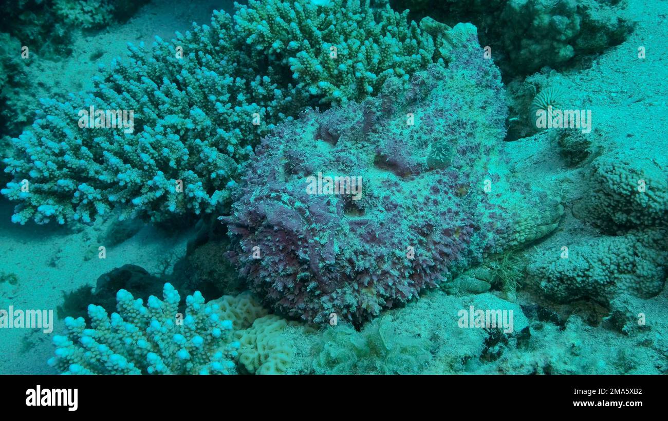 Close-up of pink Stonefish lies on corals. Reef Stonefish (Synanceia ...