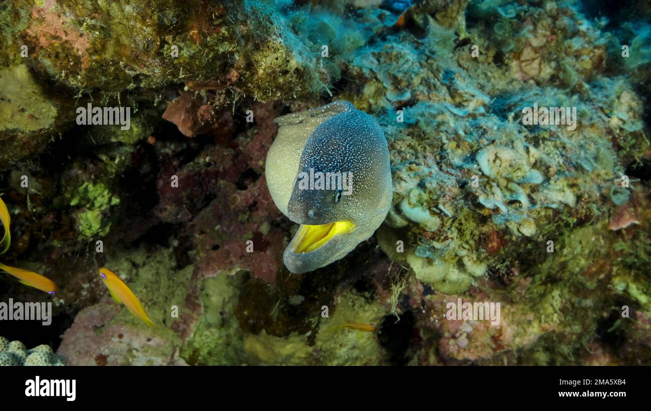 Close-up portrait of Moray with open mouth peeks out of its hiding ...