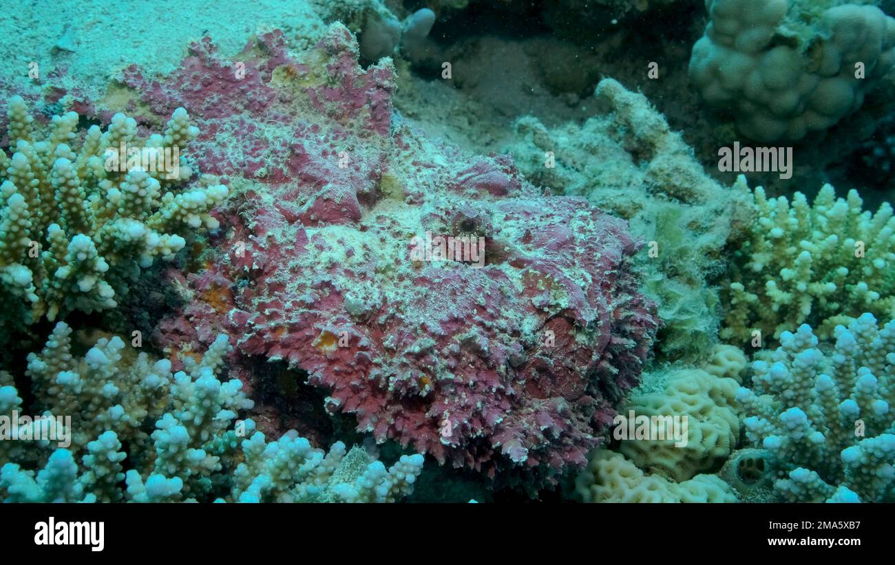 Close-up of pink Stonefish lies on corals. Reef Stonefish (Synanceia ...