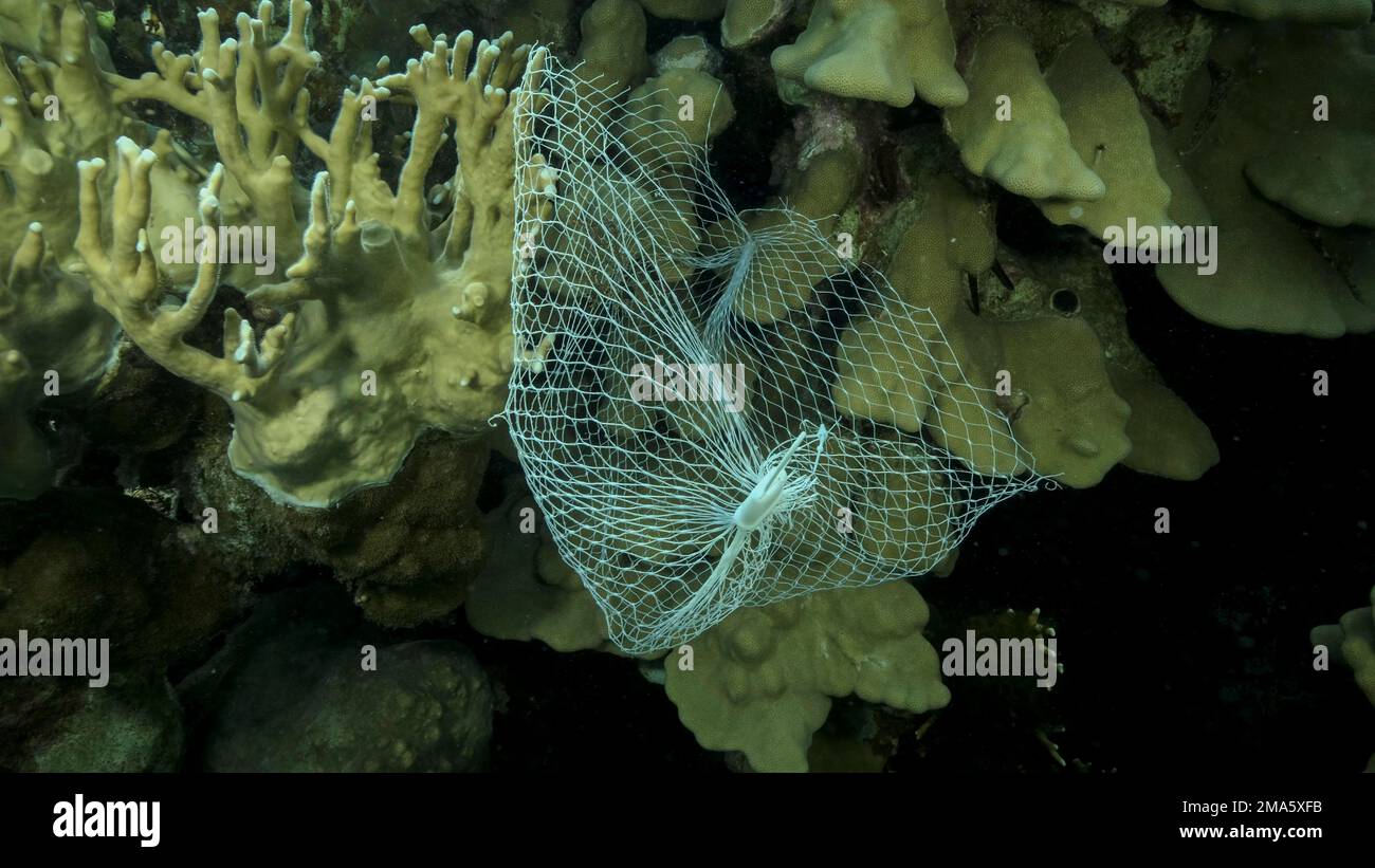 Discarded kitchen plastic storage net shopping hang down of coral reef ...