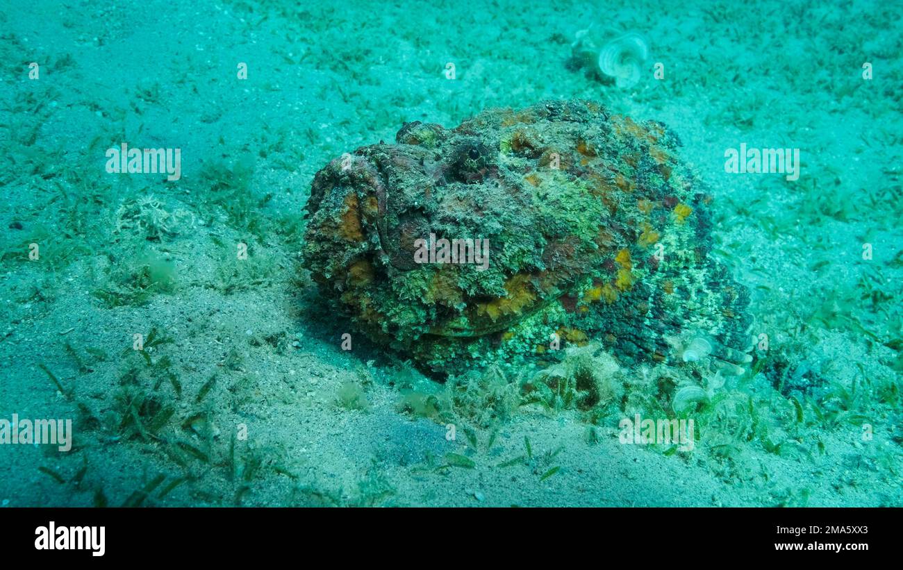 Close-up of the Stonefish lies on sandy bottom covered with green ...