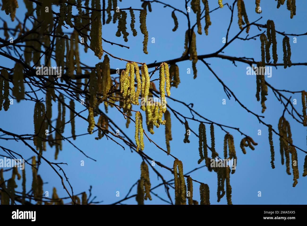 Hazelnut pollen, Germany Stock Photo - Alamy