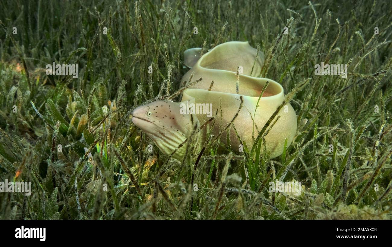 Close-up of Moray lie in green seagrass. Geometric moray (Gymnothorax ...