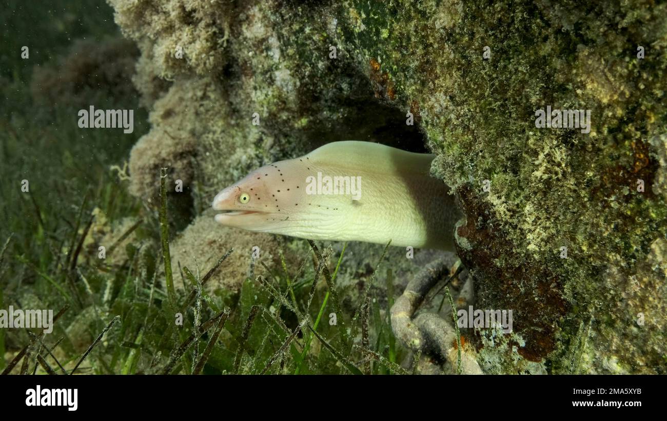 Close-up of Moray lie in the coral reef. Geometric moray (Gymnothorax ...