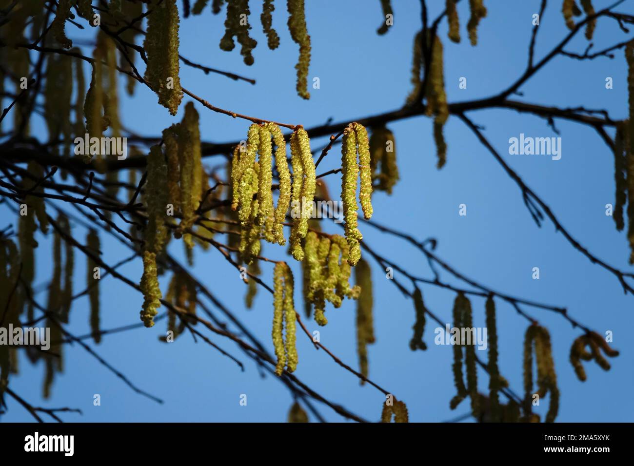 Hazelnut seed hi-res stock photography and images - Alamy