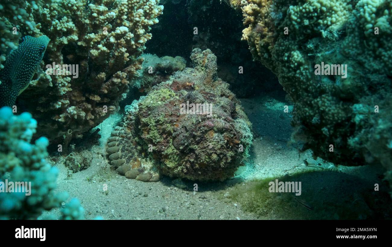 Close-up of the Stonefish on coral reef. Reef Stonefish (Synanceia ...