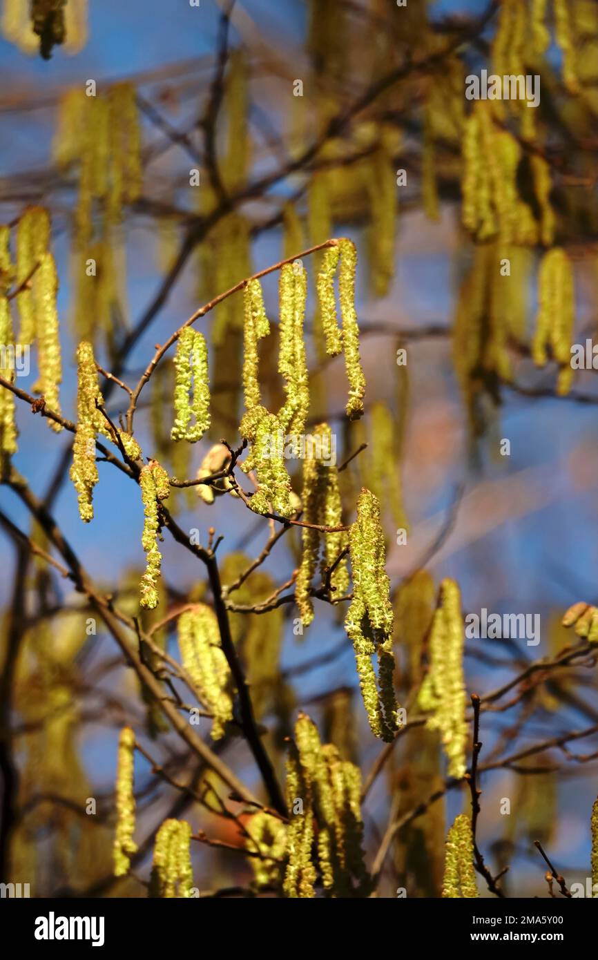 Hazelnut pollen, Germany Stock Photo - Alamy