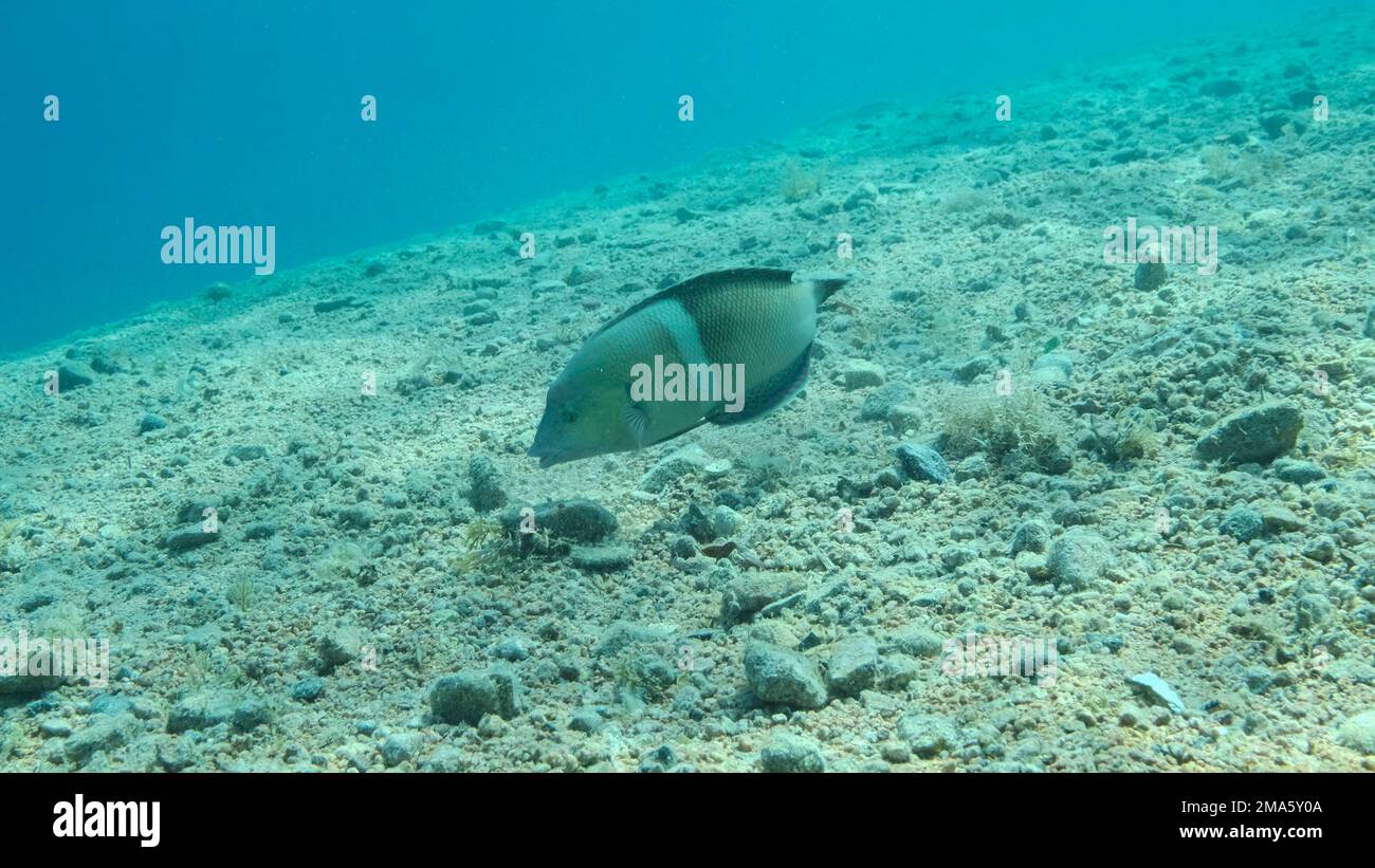 Cigar Wrasse (Cheilio inermis) swim above sandy bottom on blue water ...