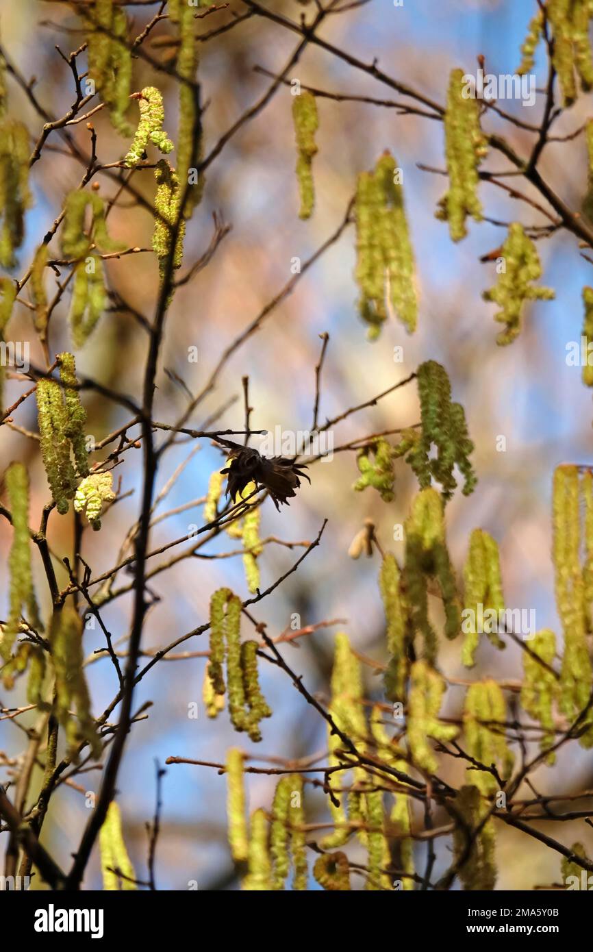 Hazelnut pollen, Germany Stock Photo - Alamy