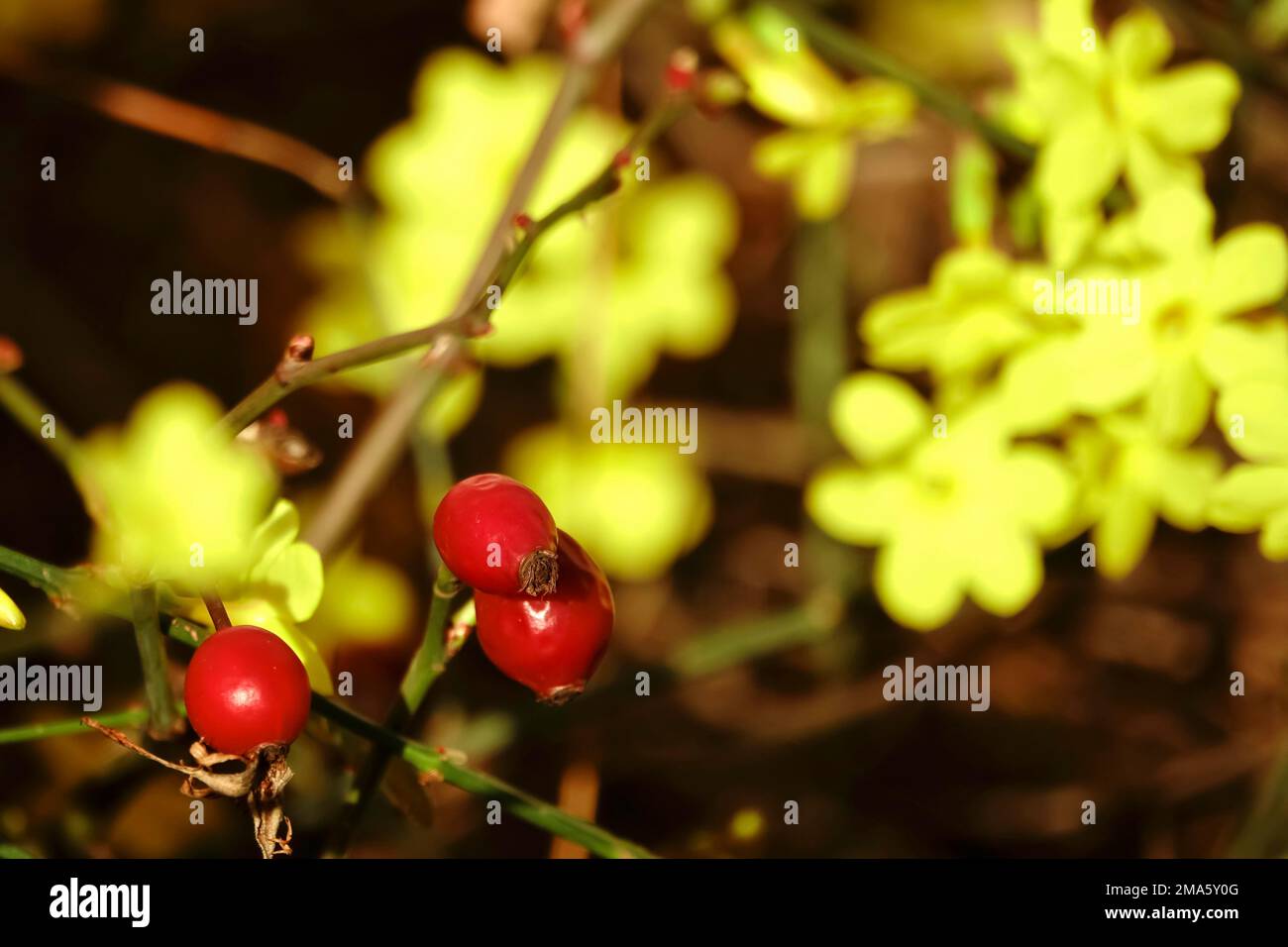 Rosehip and winter jasmine, Germany Stock Photo - Alamy