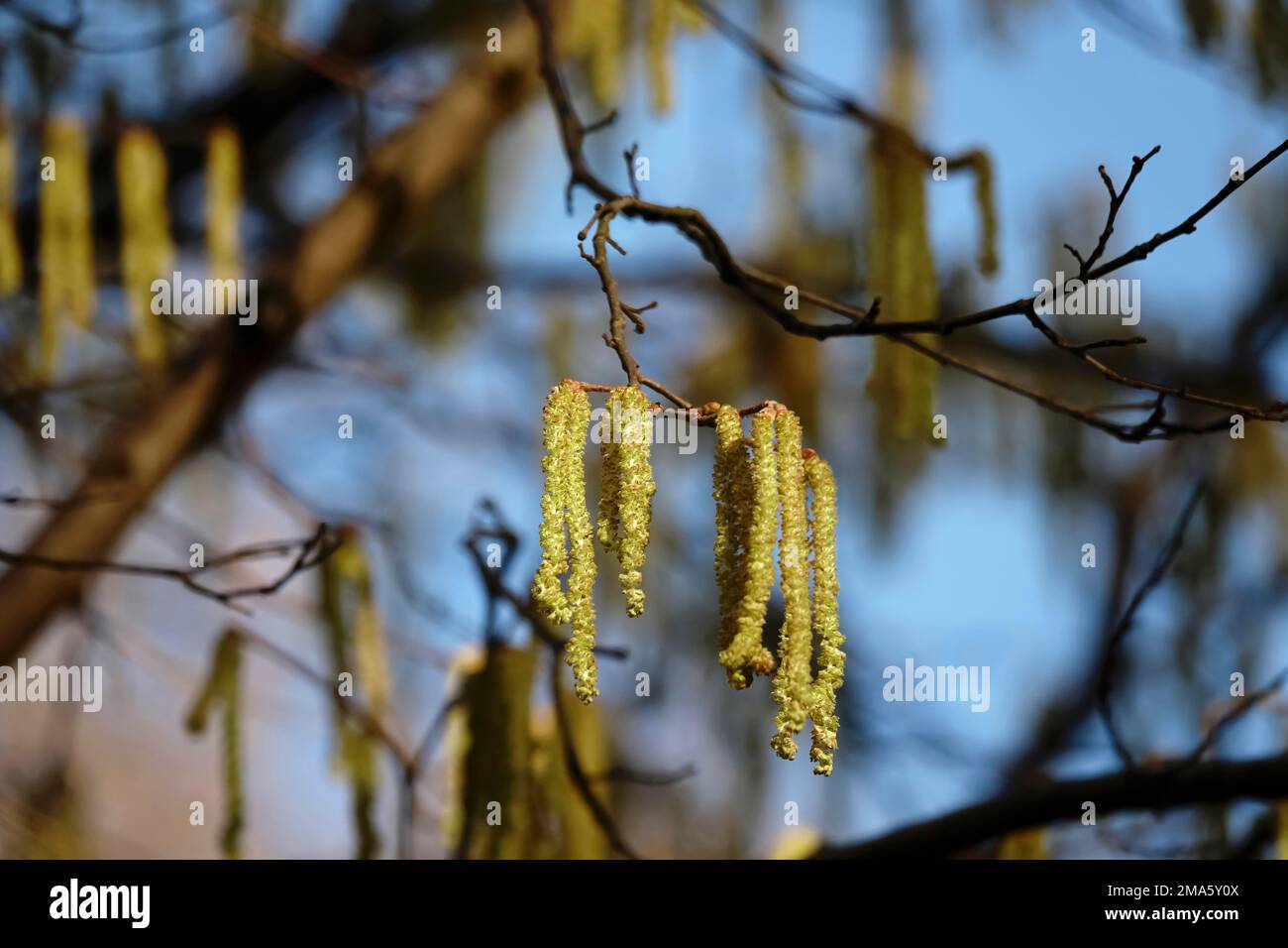 Hazelnut pollen, Germany Stock Photo - Alamy