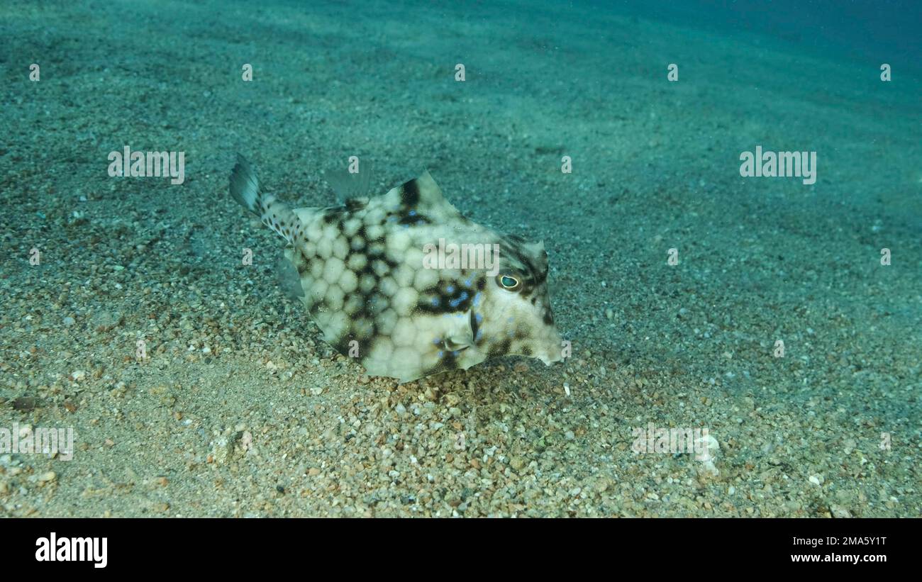 Close-up of Boxfish swims over sandy bottom. Thornback Boxfish or Camel ...