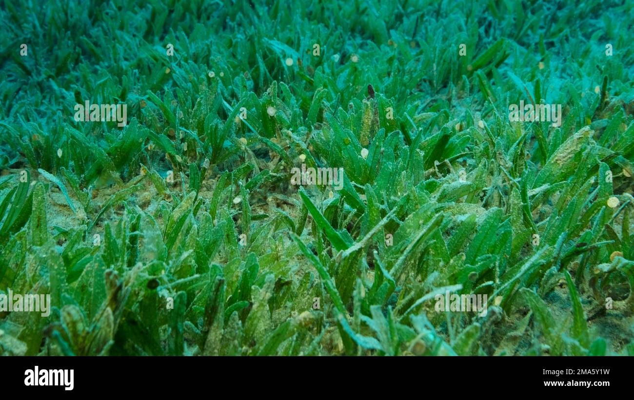 Close-up of the Halophila seagrass. seabed covered with green seagrass ...