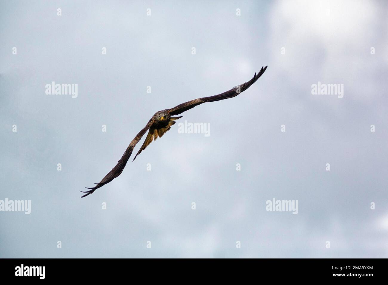 Red Kite (Milvus milvus) in flight, looking for prey, wing span ...