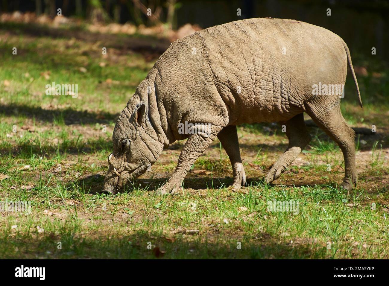 Deer-pigs (Ibabi rusa) walking on the ground, captive, Bavaria, Germany ...