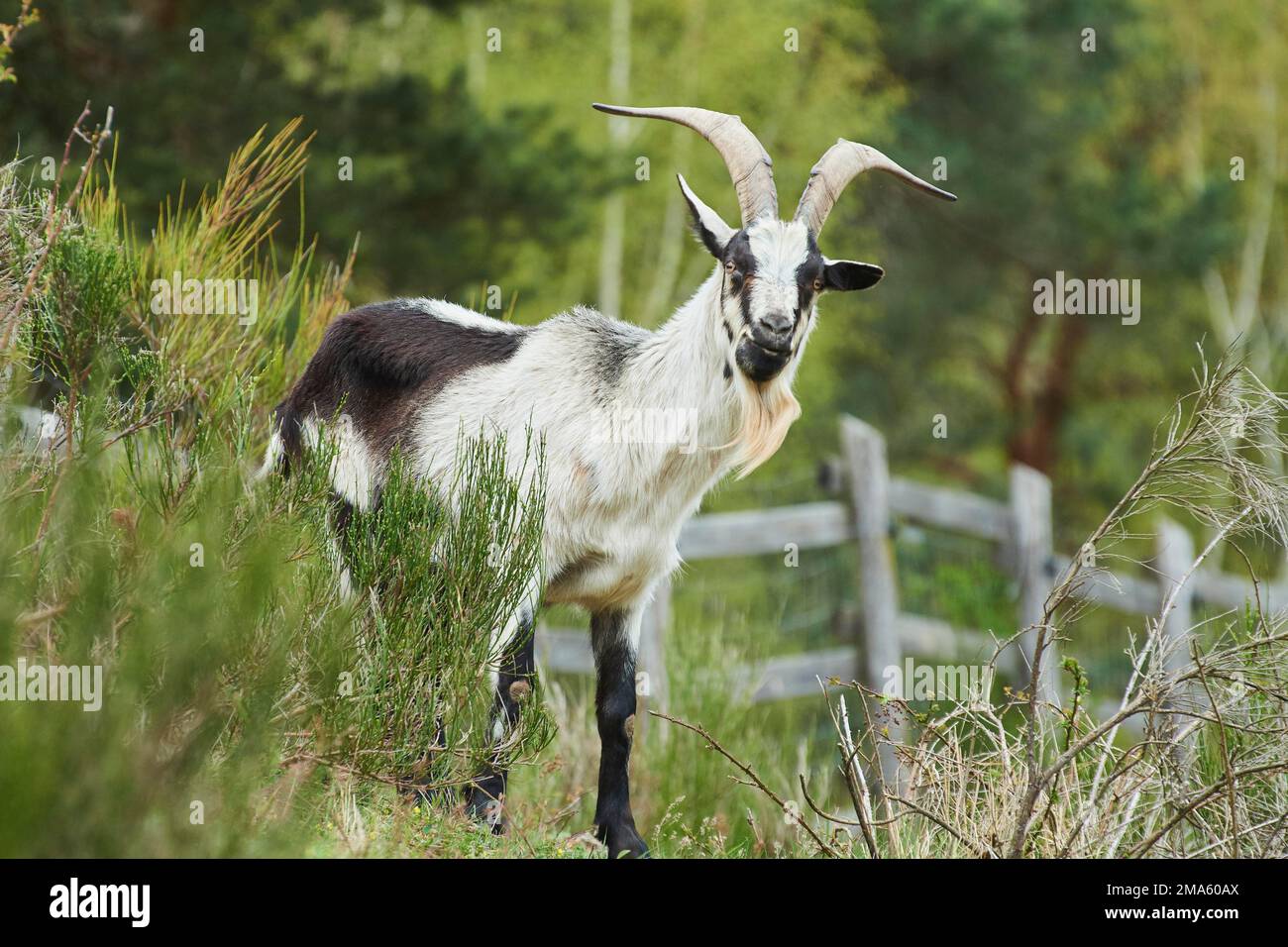 Pygmy goat (Capra hircus), Bavaria, Germany Stock Photo - Alamy