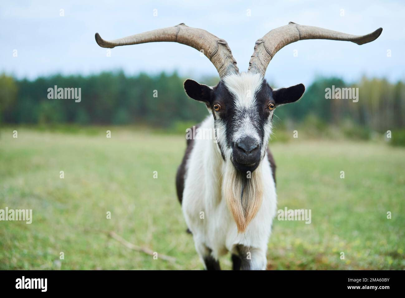 Pygmy goat (Capra hircus), Bavaria, Germany Stock Photo - Alamy
