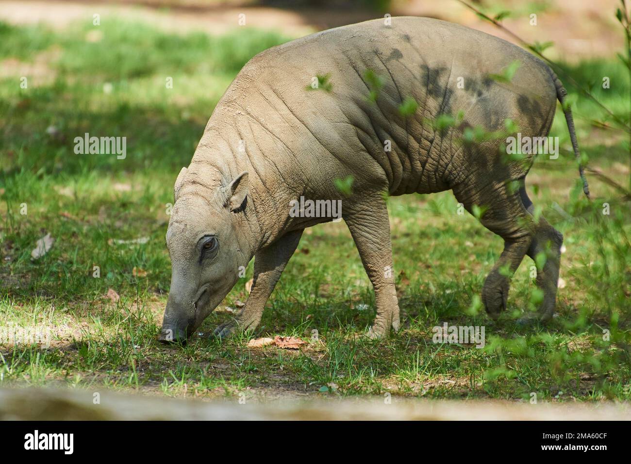 Deer-pigs (Ibabi rusa) walking on the ground, captive, Bavaria, Germany ...