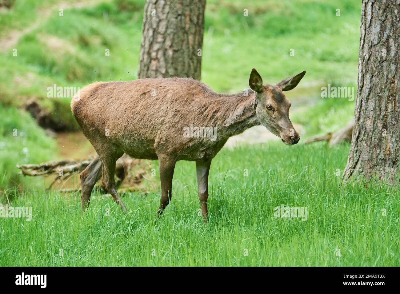 Red deer (Cervus elaphus) hind in a forest, Bavaria, Germany Stock ...