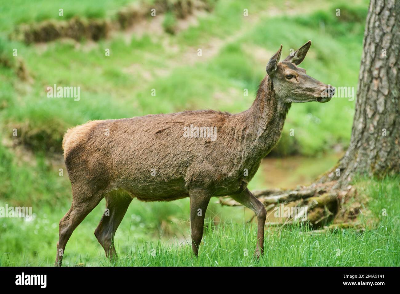 Red deer (Cervus elaphus) hind in a forest, Bavaria, Germany Stock ...