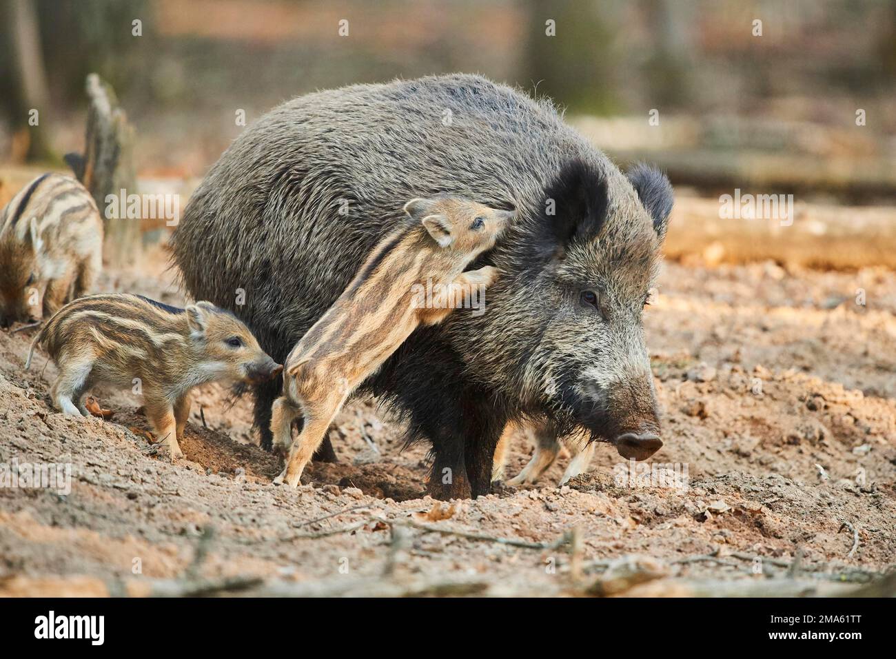 Wild boar (Sus scrofa) mother with her youngster (squeaker) in a forest ...