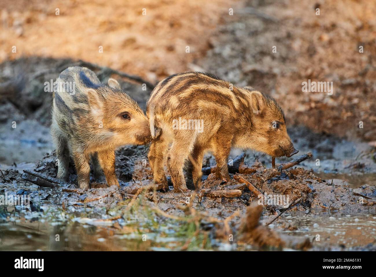 Wild boar (Sus scrofa) squeaker at a little water point in a forest ...