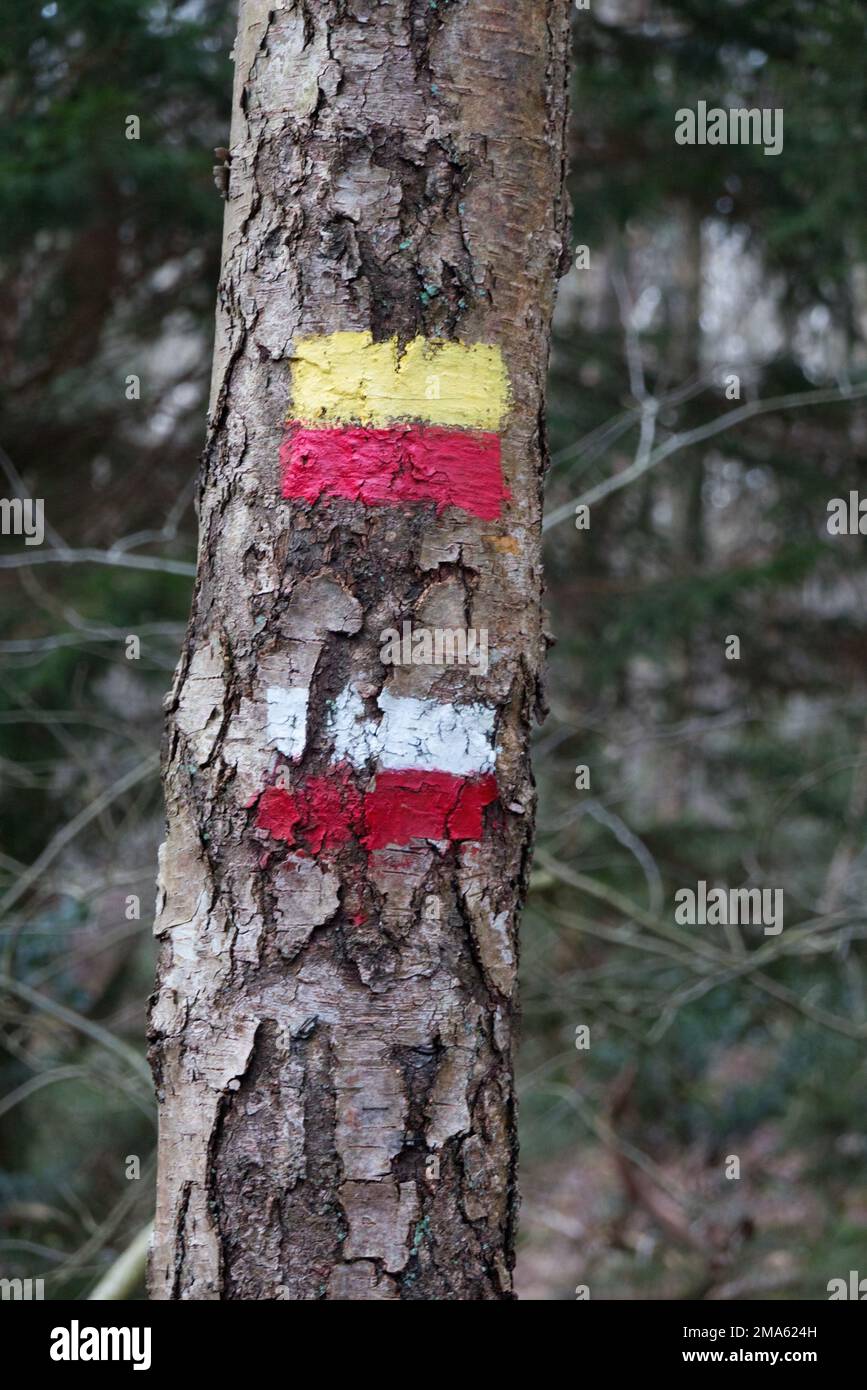 Two markings or route signs painted on tree bark along a hiking trail ...
