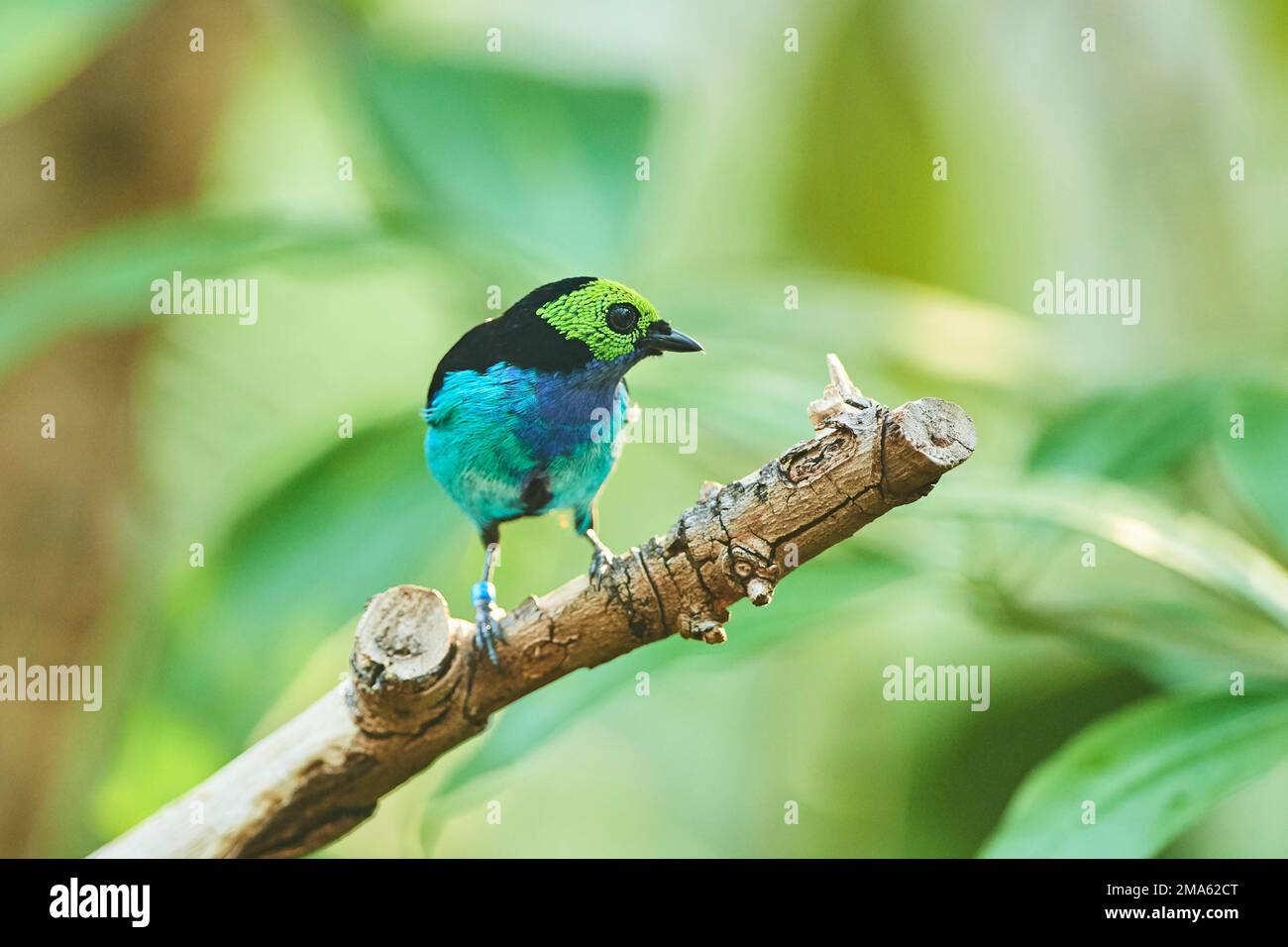 Paradise tanager (Tangara chilensis) in a greenhouse, Bavaria, Germany ...